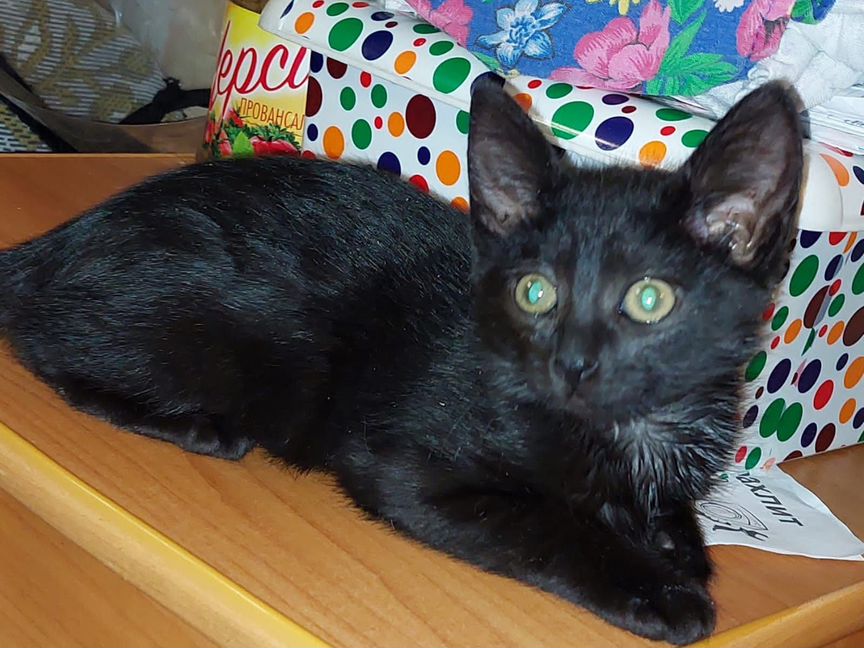Котенок девочка Малышка 3 месяца