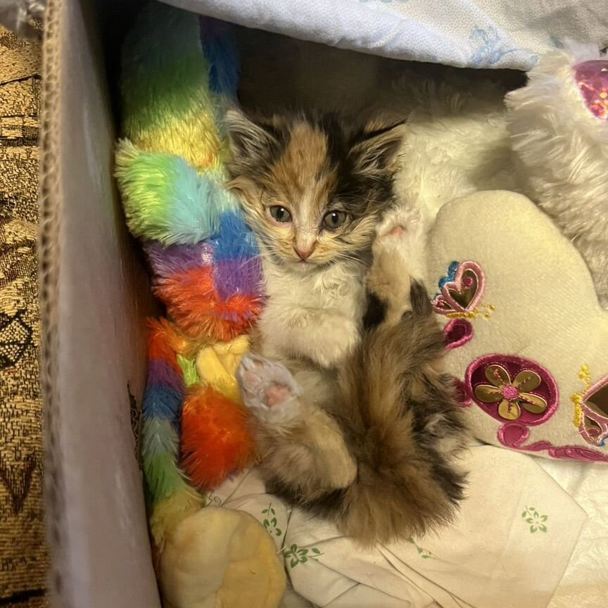 Разноцветные котята