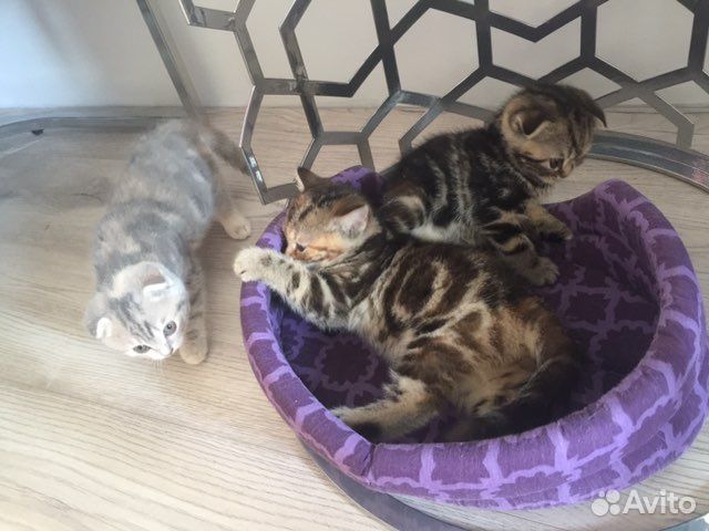 Шотландские кошечки мраморные