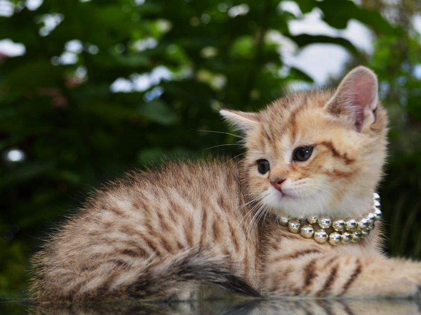 Шотландский тирамису