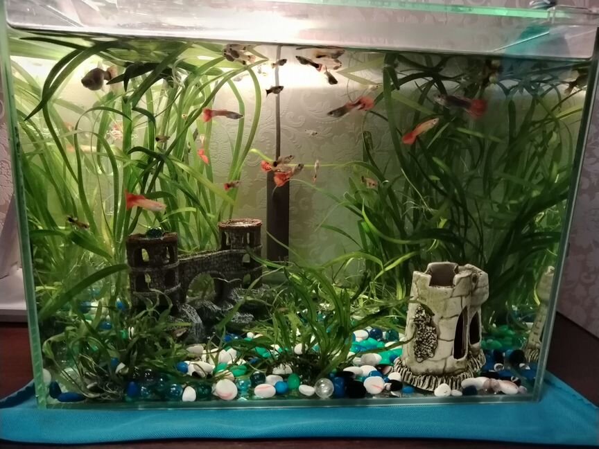 Аквариум. Готовая экосистема. Стартап для Вас