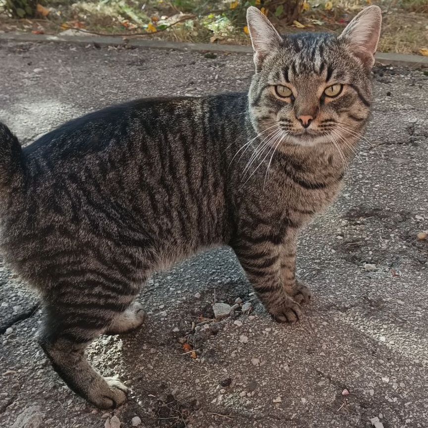 Ласковый котик выживает и голодает на улице