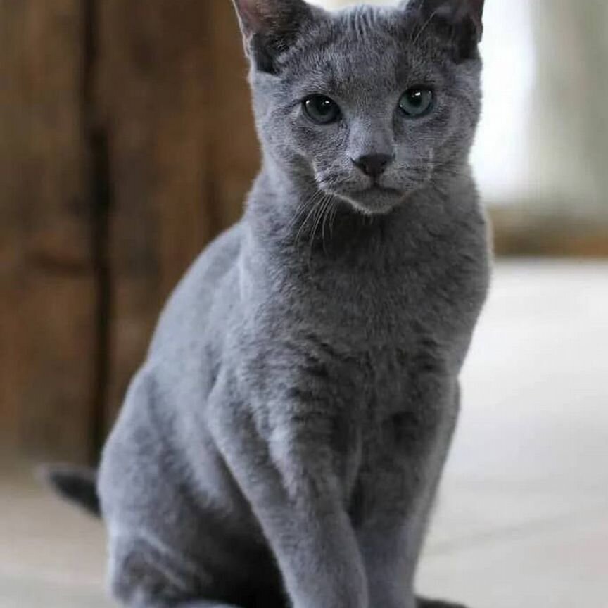 Гера котик 3.5 месяца