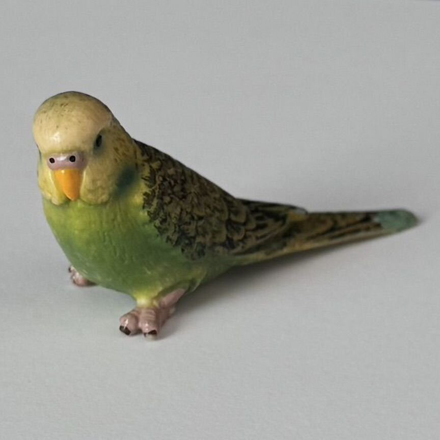 Волнистый попугайчик sсhlеiсh