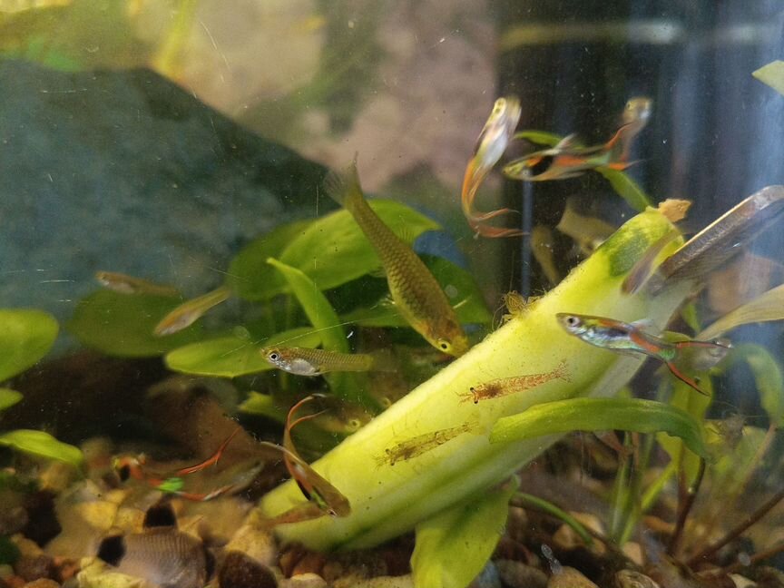 Гуппи эндлера