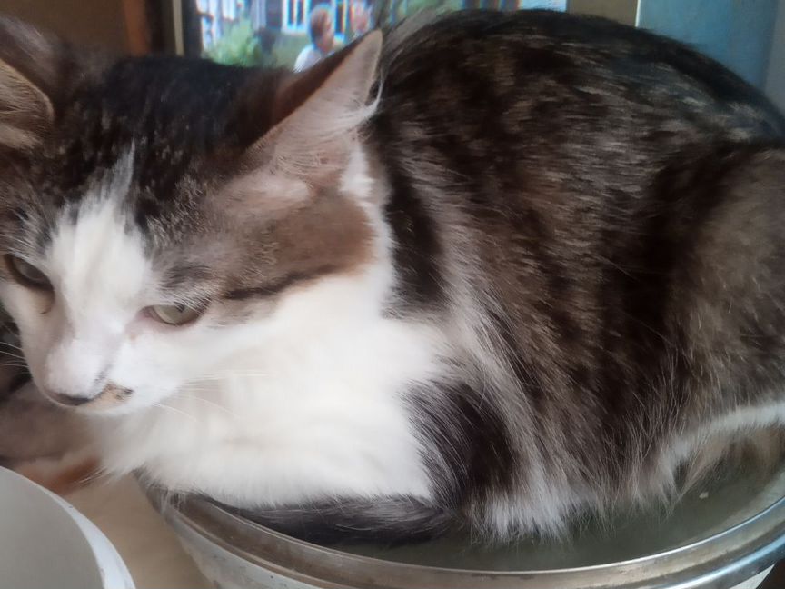 Котик Егорка в добрые руки