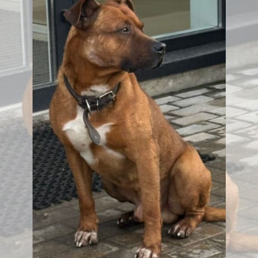 Взрослый пёс в добрые руки