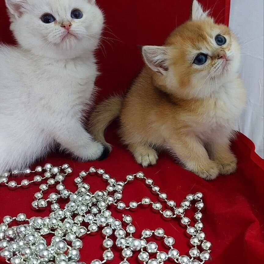 Котята золотая шиншилла
