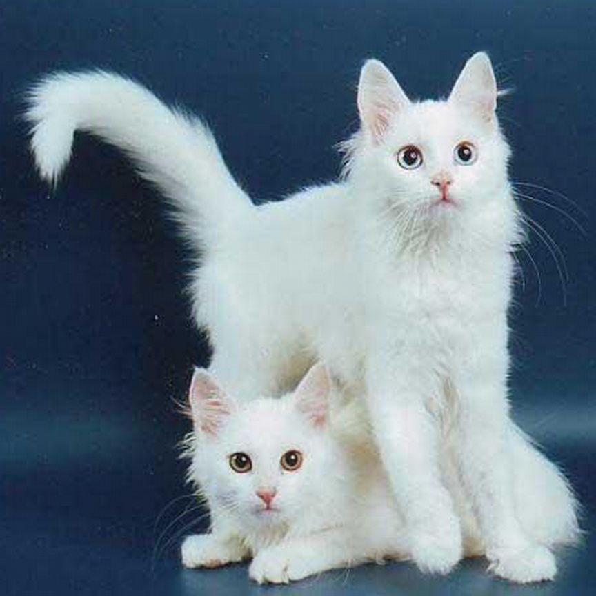 Турецкая ангора котёнок