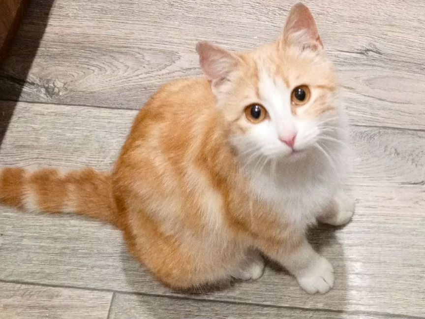 Стерильная кошечка ищет дом