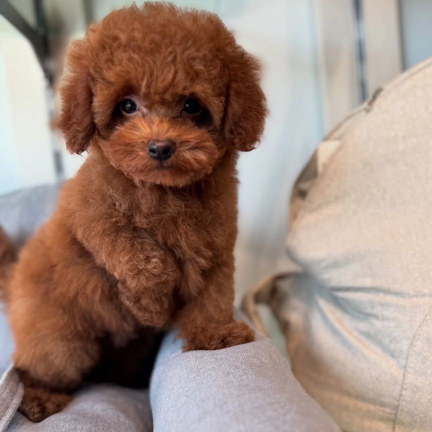 Той-пудель, щенок