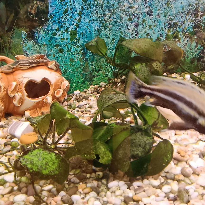 Растения анубиас