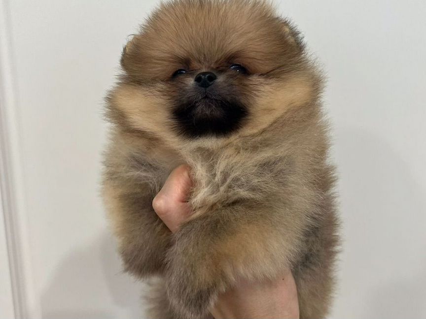 Шикарный мальчик шпиц