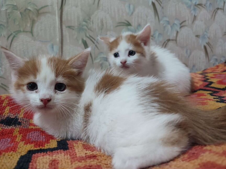 Котята бесплатно