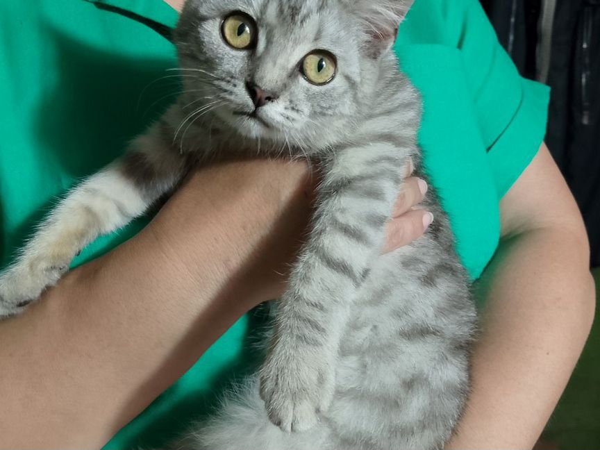 Котенок мальчик, 3.5 мес