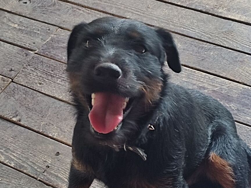 Вязка ягдтерьера