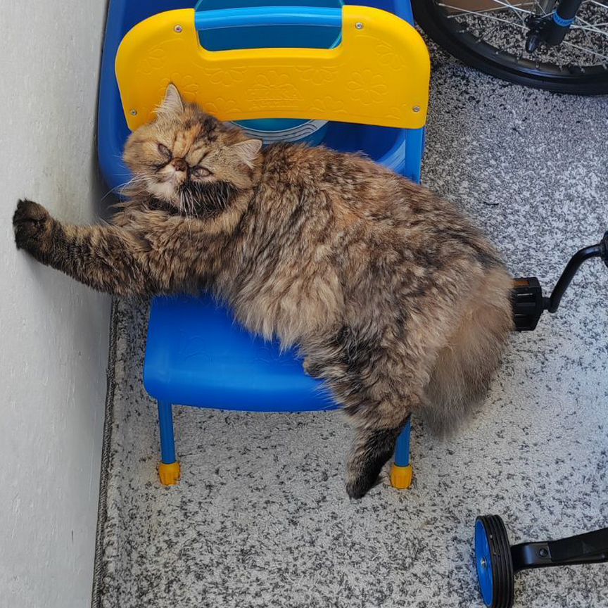 Отдам в добрые руки персидскую кошку
