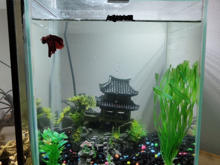 Аквариум с рыбками