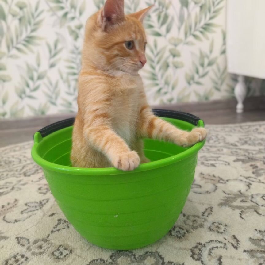 Котенок Тигра