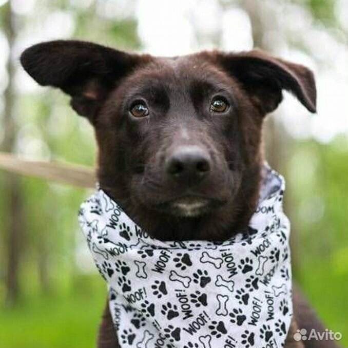 Сладкий малыш Несквик грустит в приюте