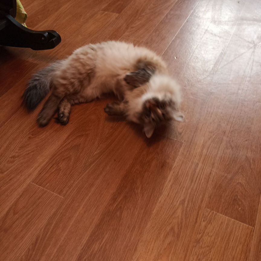 Домашняя кошка