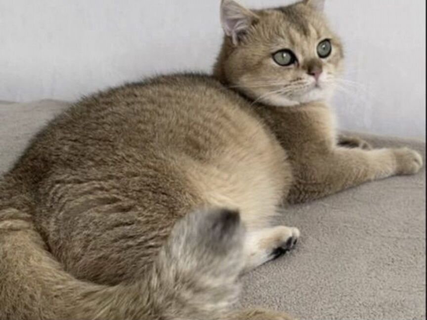 Продаю кота золотая шиншила