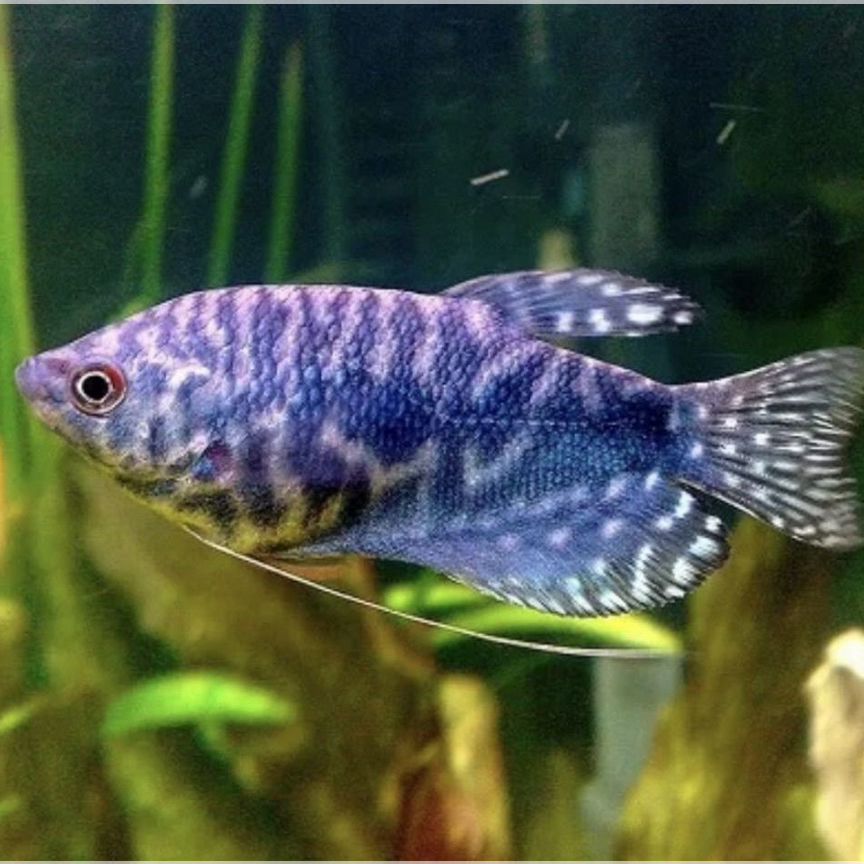 Гурами мраморный