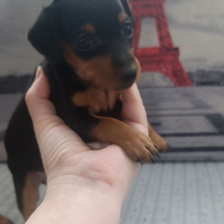 Цвергпинчер, щенок