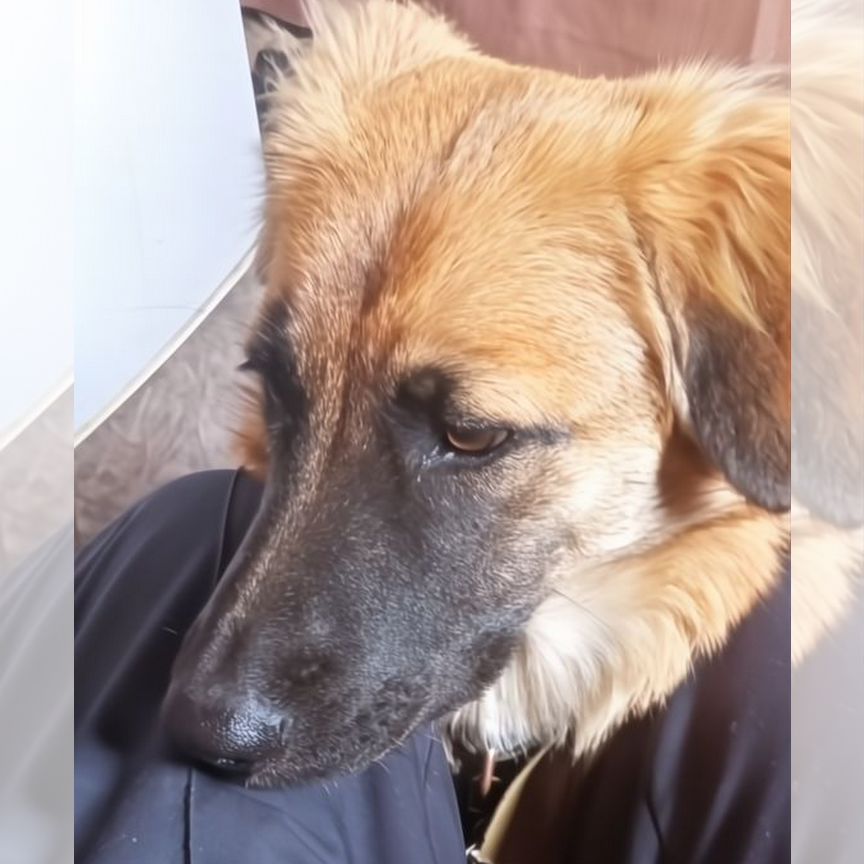 Взрослая собака в добрые руки