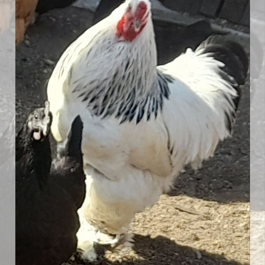 Петух брамо,семья ухейлюй инкубационное яйцо