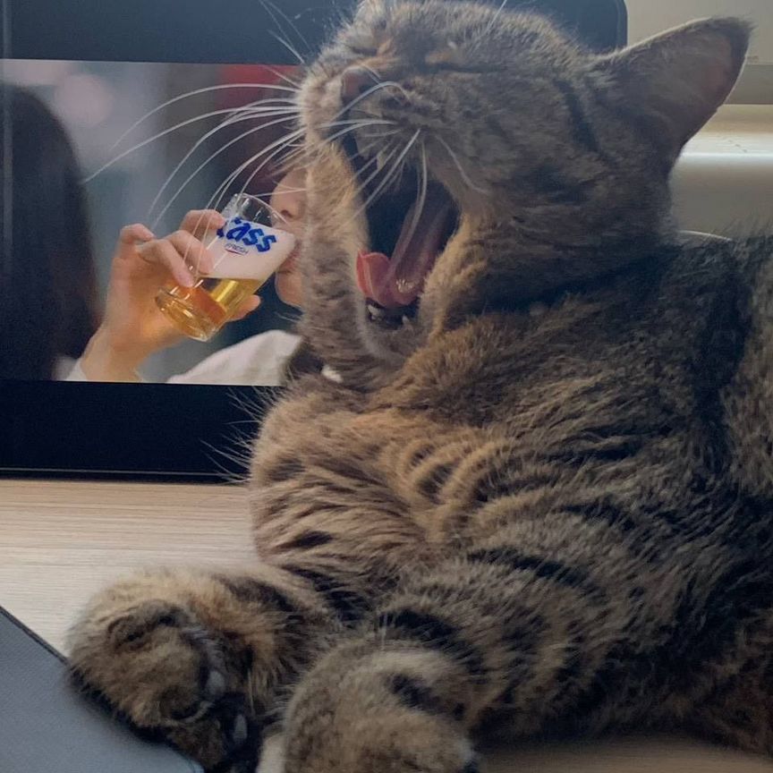 Кошки в добрые руки