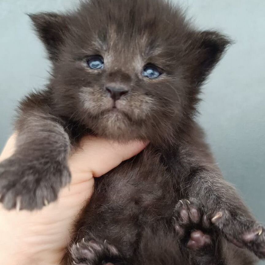 Мейн-кун девочка черный дым