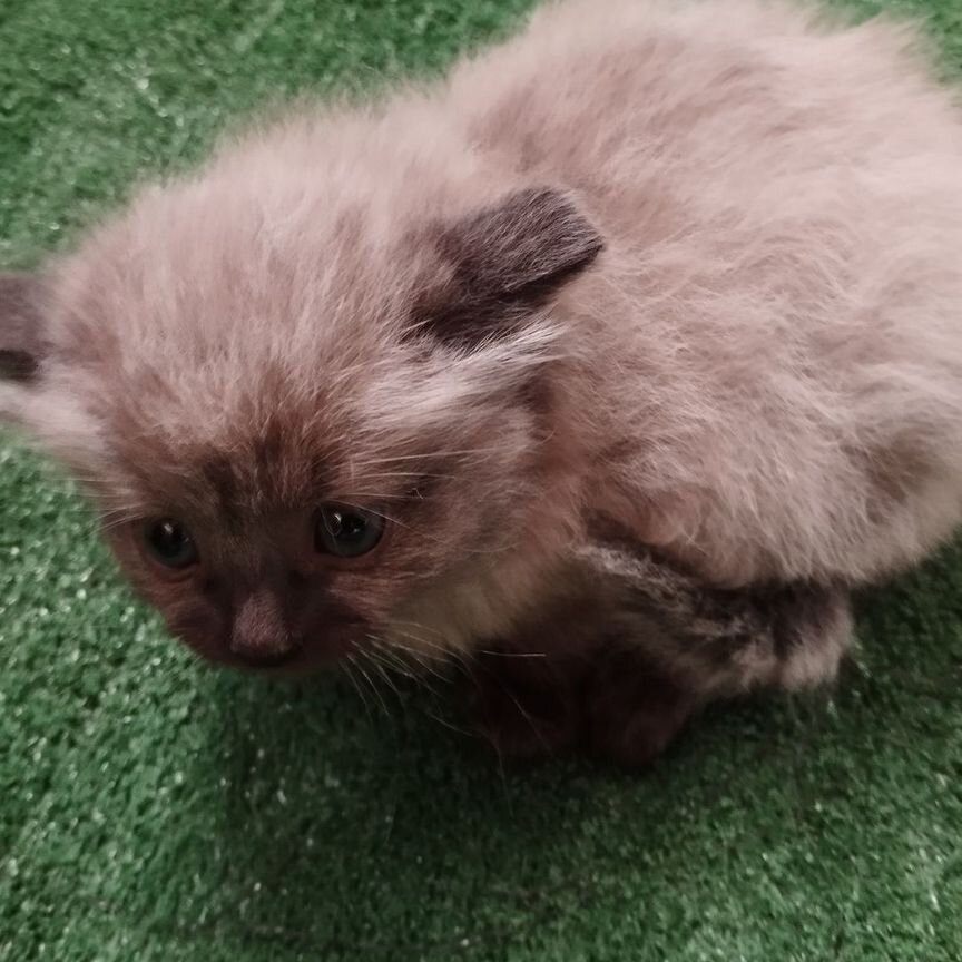 Девочка 1,5-2 месяца