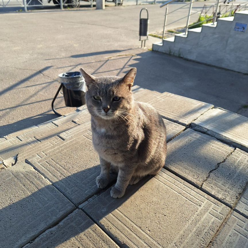 Кот