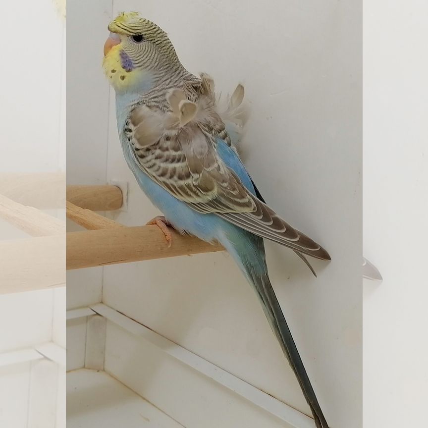 Хагоромо,волнистый попугайчик