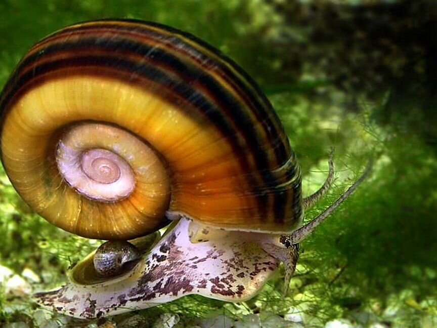 Улитка Мариза (Marisa cornuarietis)