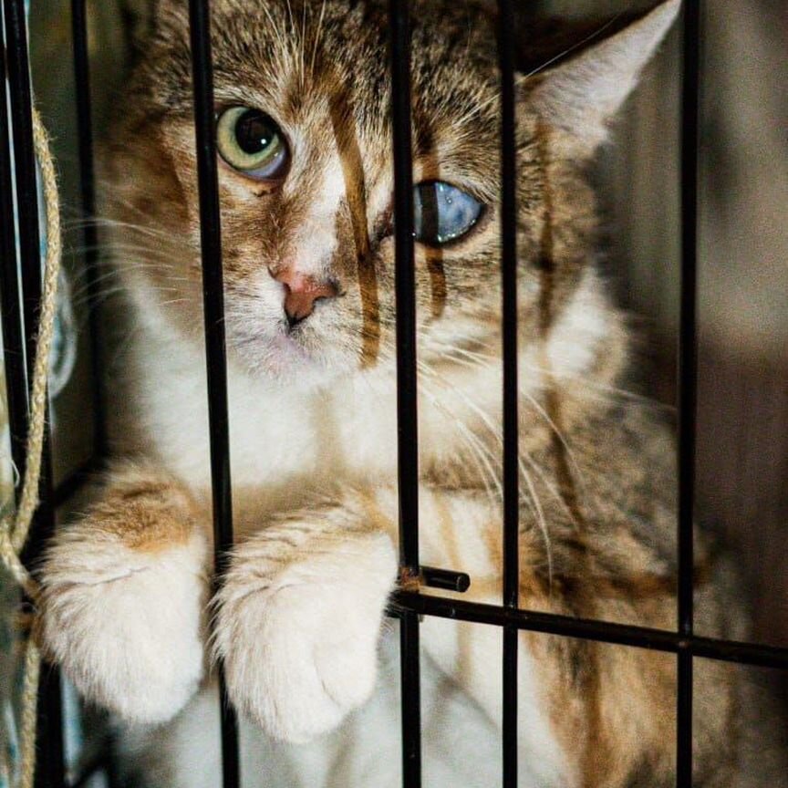 Кошечка голубоглазка в добрые руки