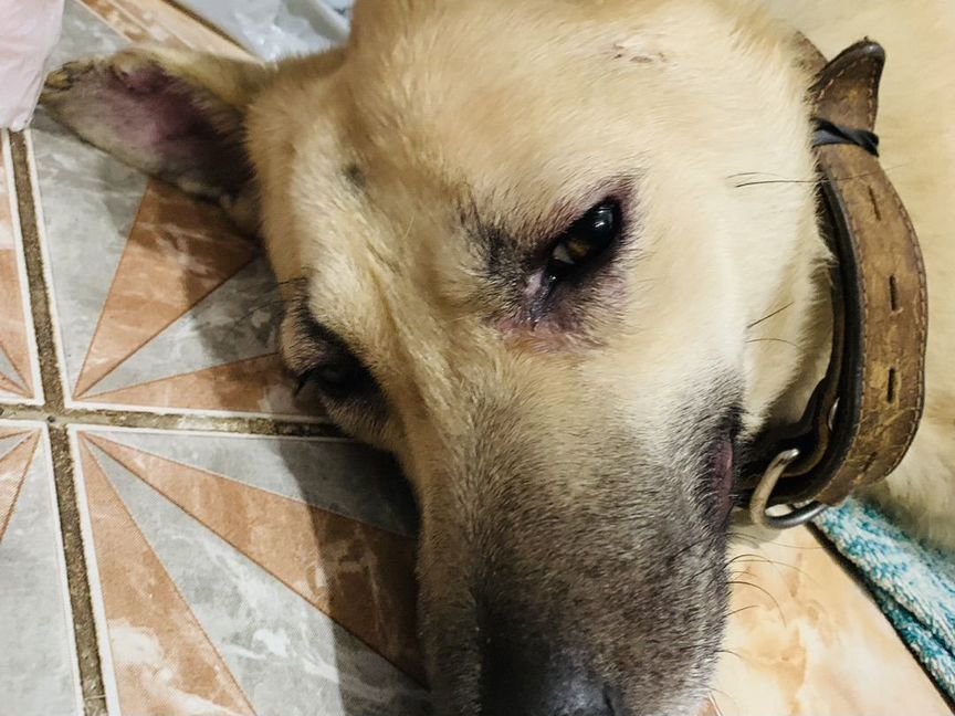 Найдена собака овчаристого типа