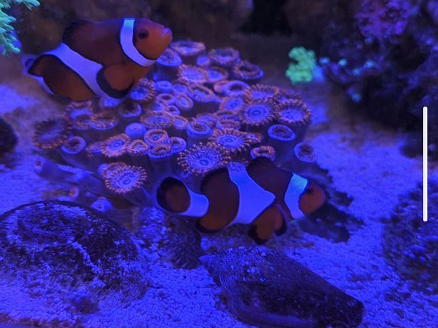 Клоуны оцелярис