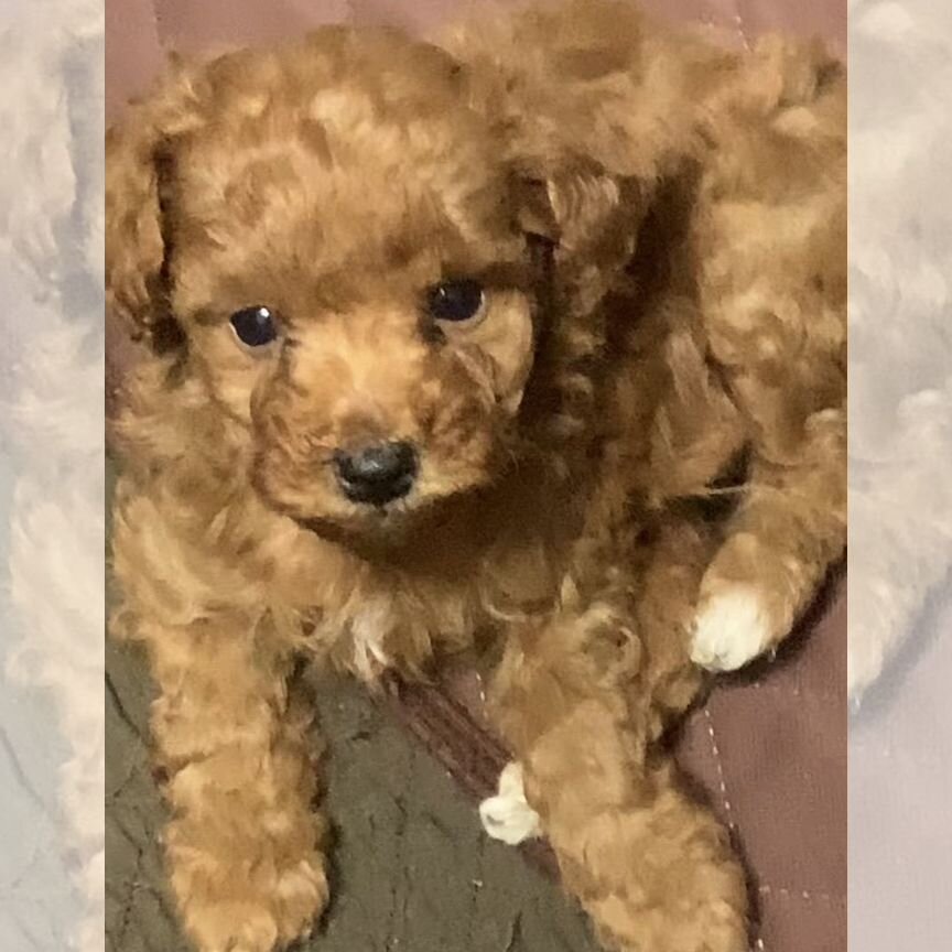 Мальтипу, щенок