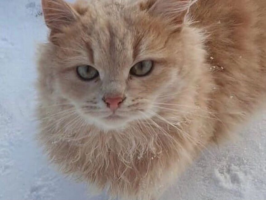 Кошка в добрые руки SOS