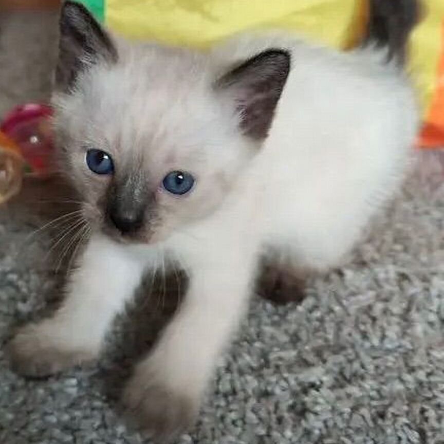 Тайский котёнок
