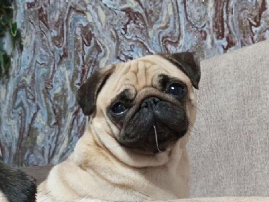 Мопс