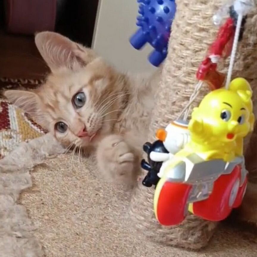Котенок