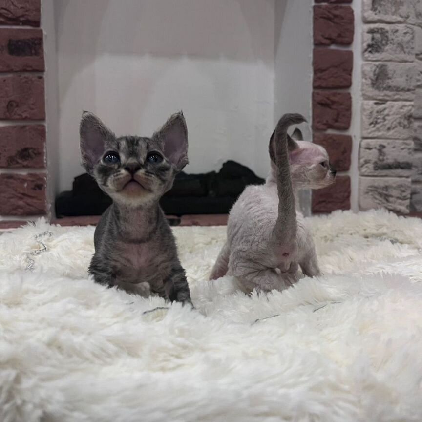 Котята Девон рекс мальчики