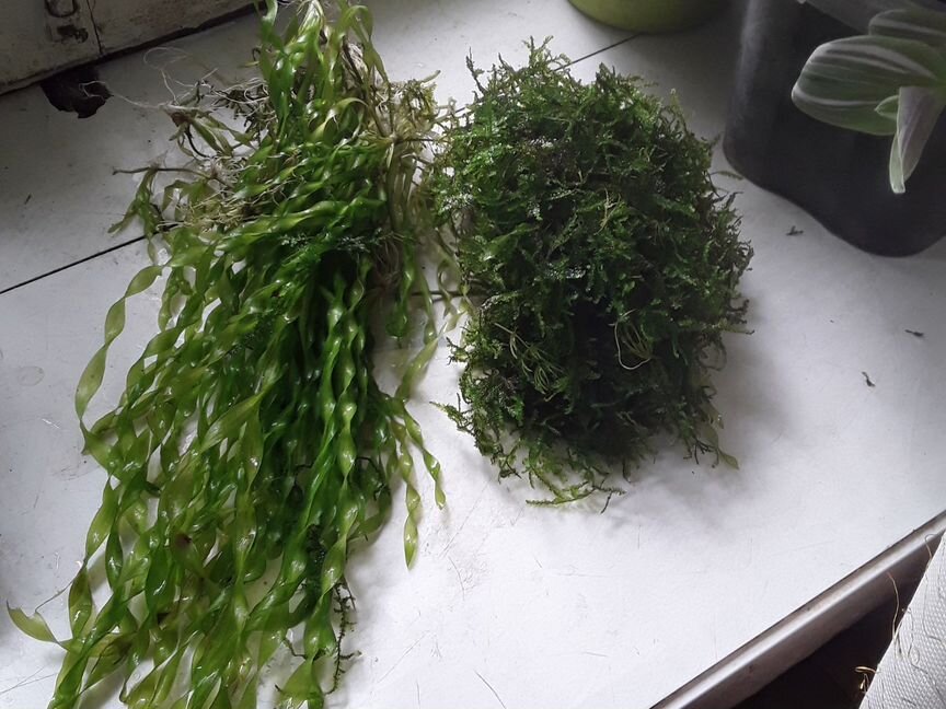 Аквариумные растения