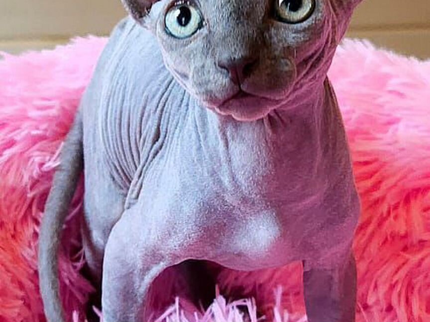 Канадский сфинкс эльф голубой мальчик