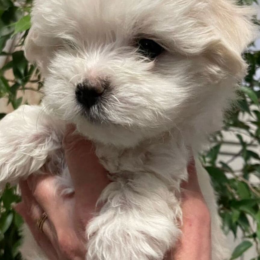 Мальтезе мальчик