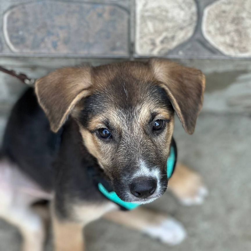 Щенок в добрые руки (мальчик)