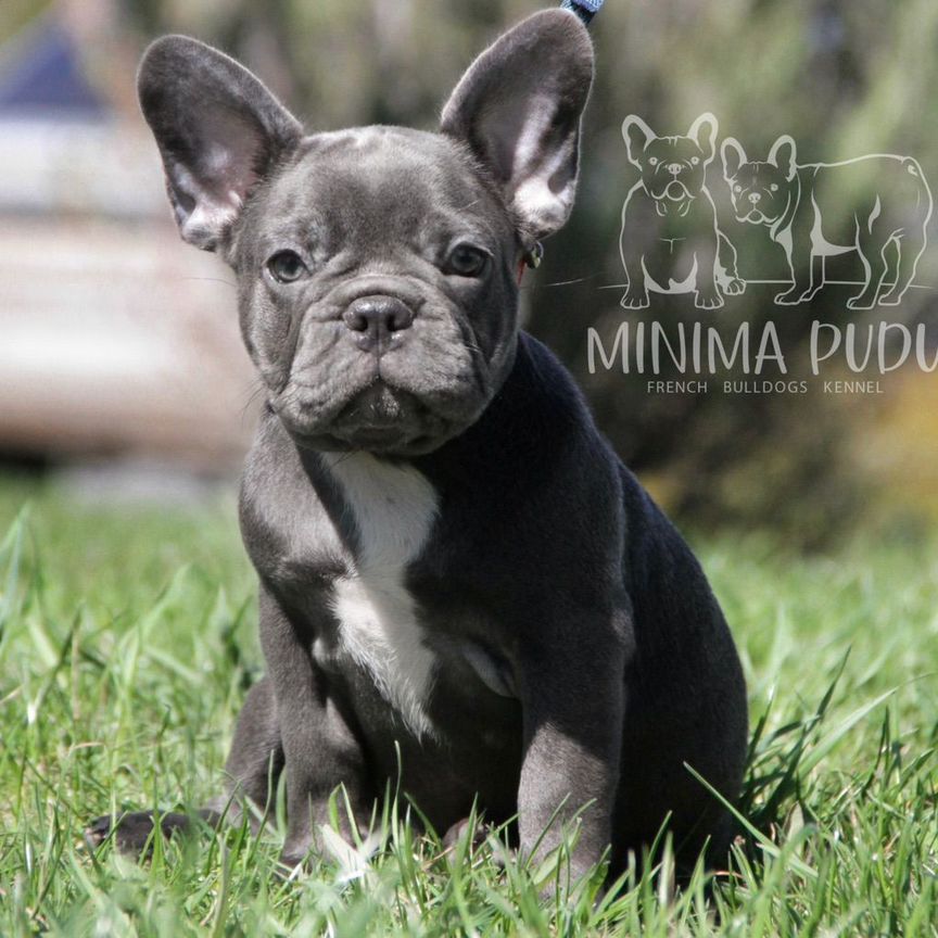 Французский бульдог, щенок